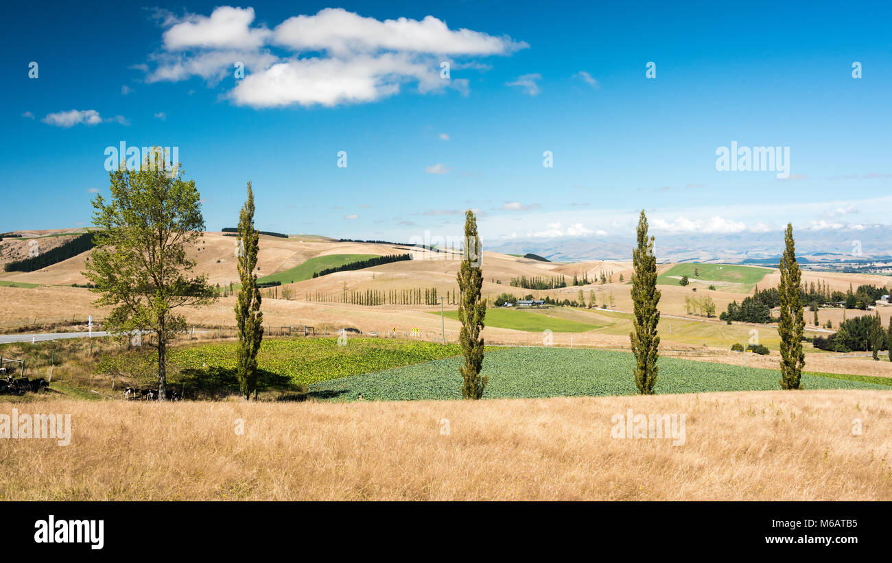 Line of Poplar Trees, Canterbury Plains Region, South Island, New ...