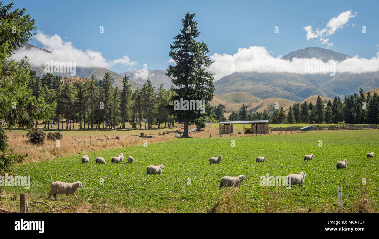Canterbury Plains Region, South Island, New Zealand Stock Photo - Alamy