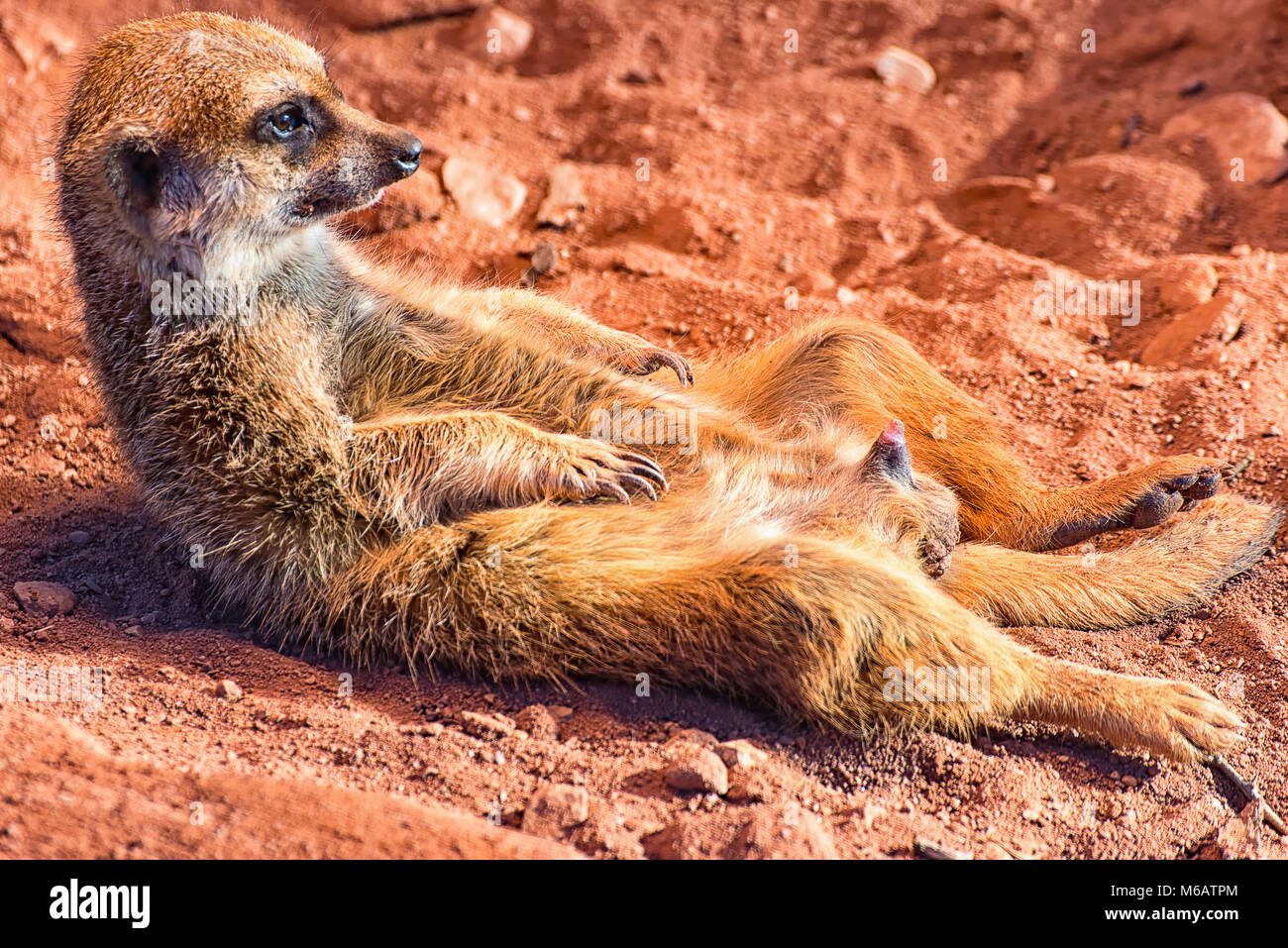 The Meerkat is quite relaxed and tans his belly Stock Photo - Alamy