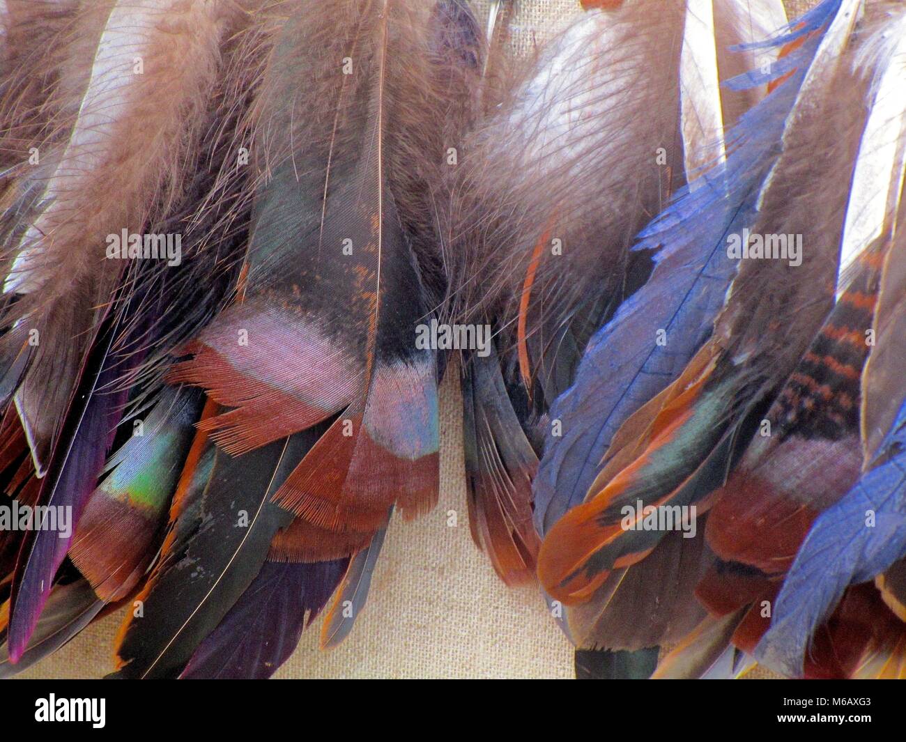 Subtle patterns in the soft pastel colors of feathers floating in a ...