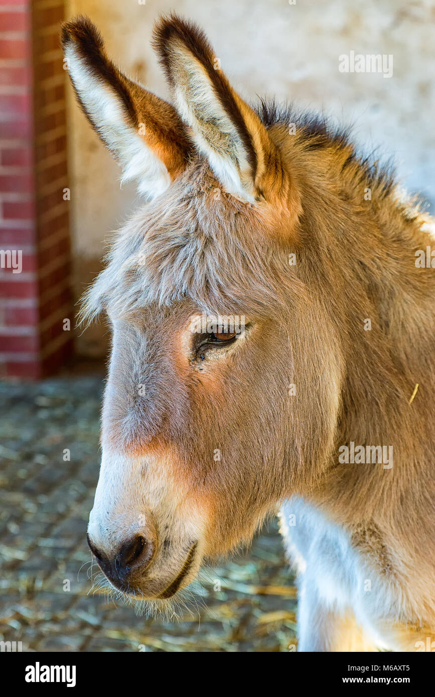 Large head of a donkey Stock Photo - Alamy