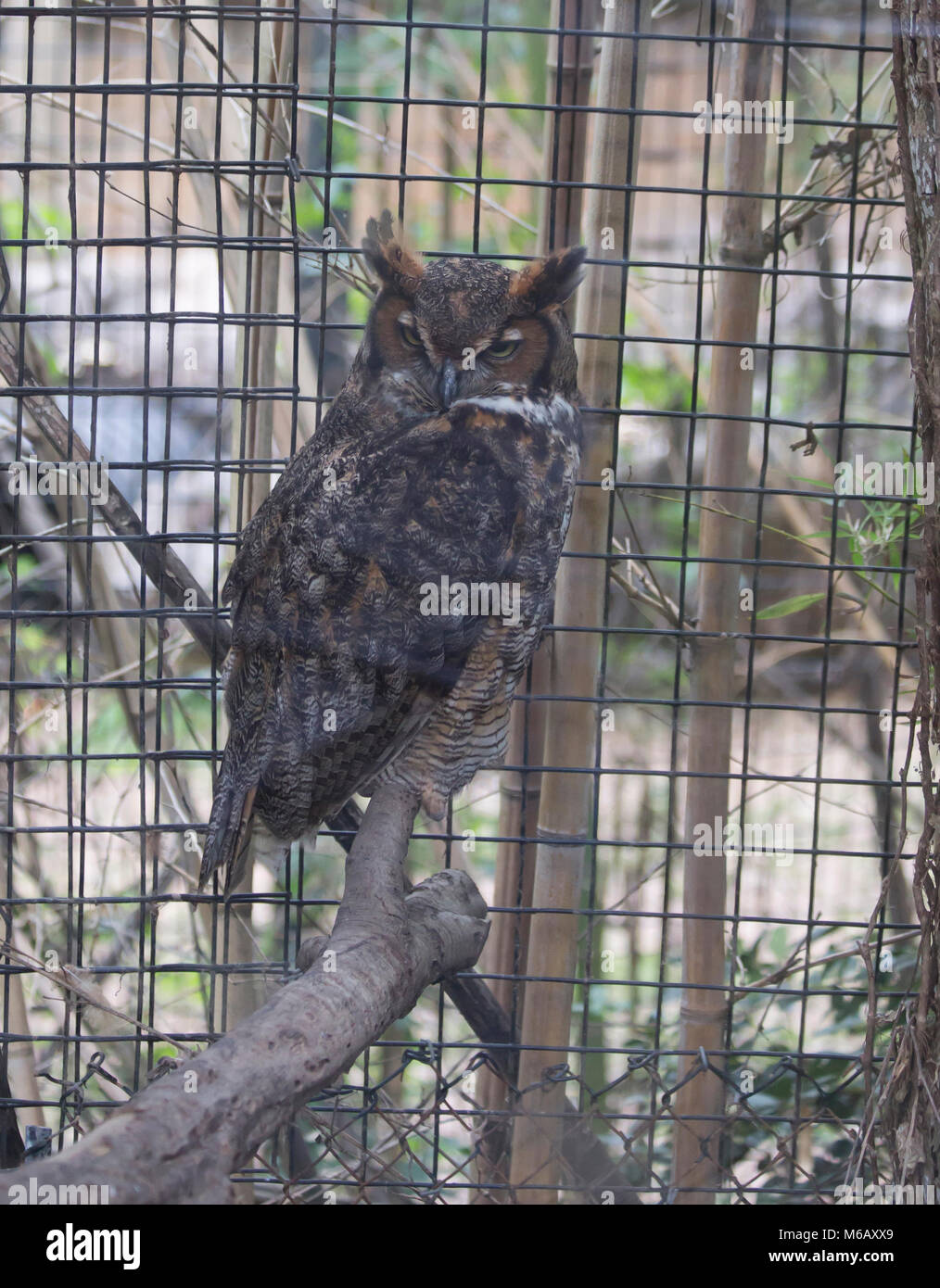 Large, captive great horned owl in a cage Stock Photo - Alamy