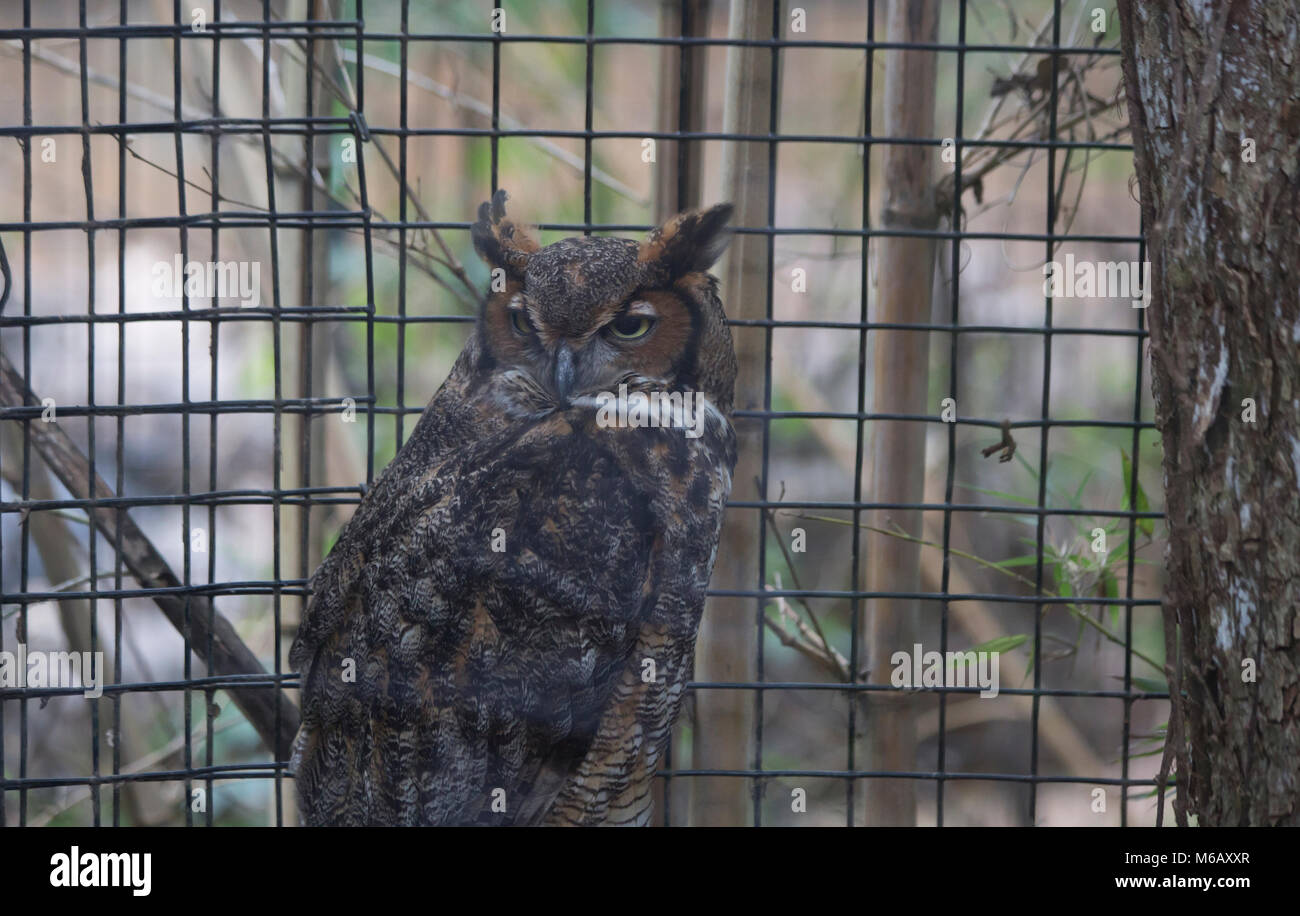 Large, captive great horned owl in a cage Stock Photo - Alamy
