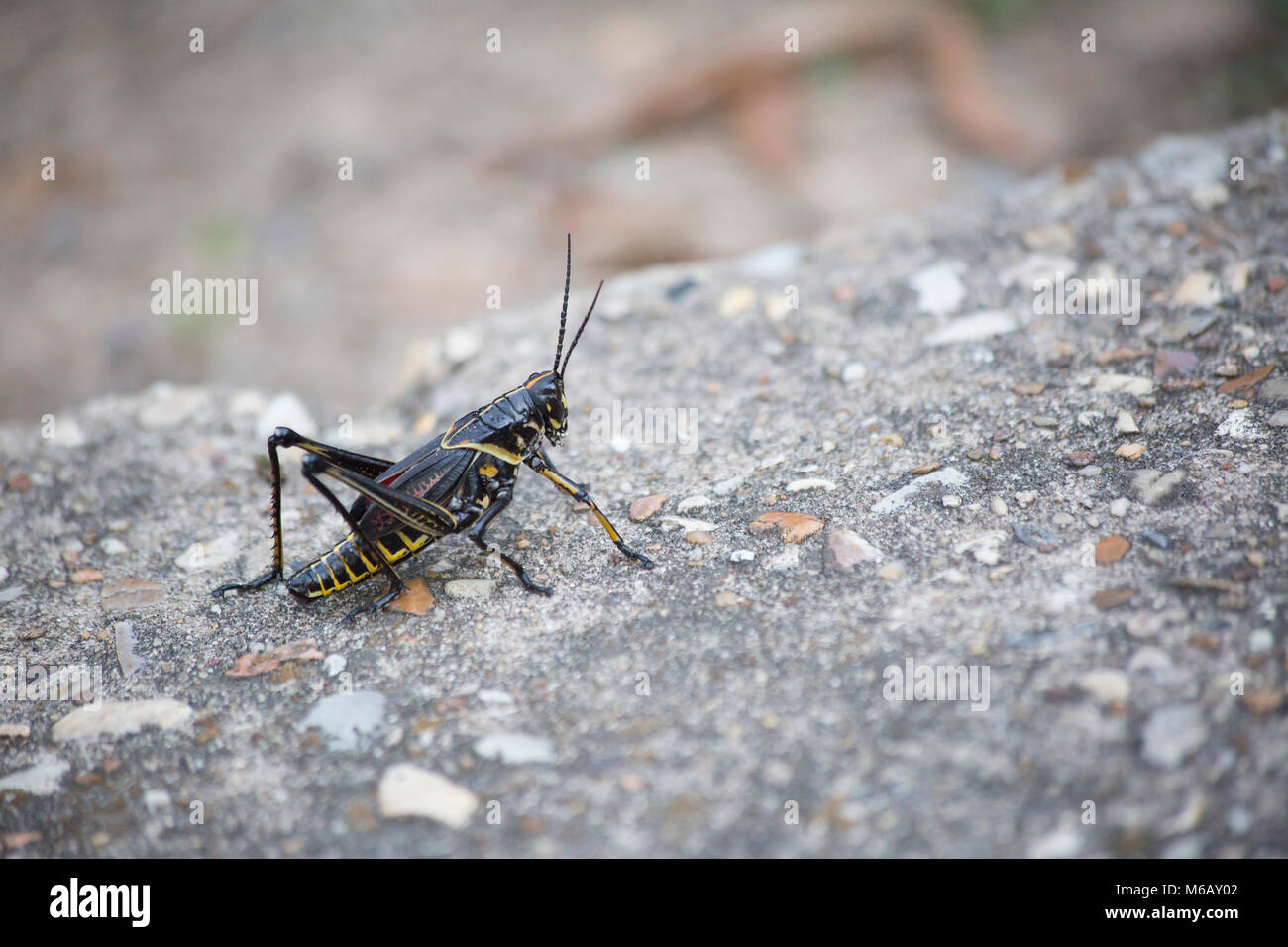 Close up of a grasshopper on a slab of concrete Stock Photo - Alamy