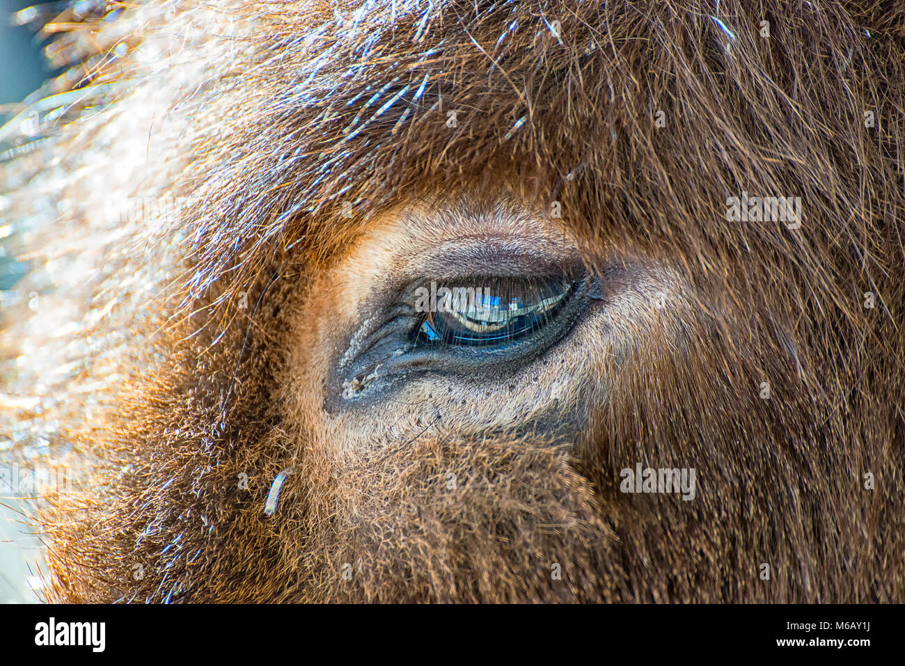 The eye of a donkey Stock Photo - Alamy