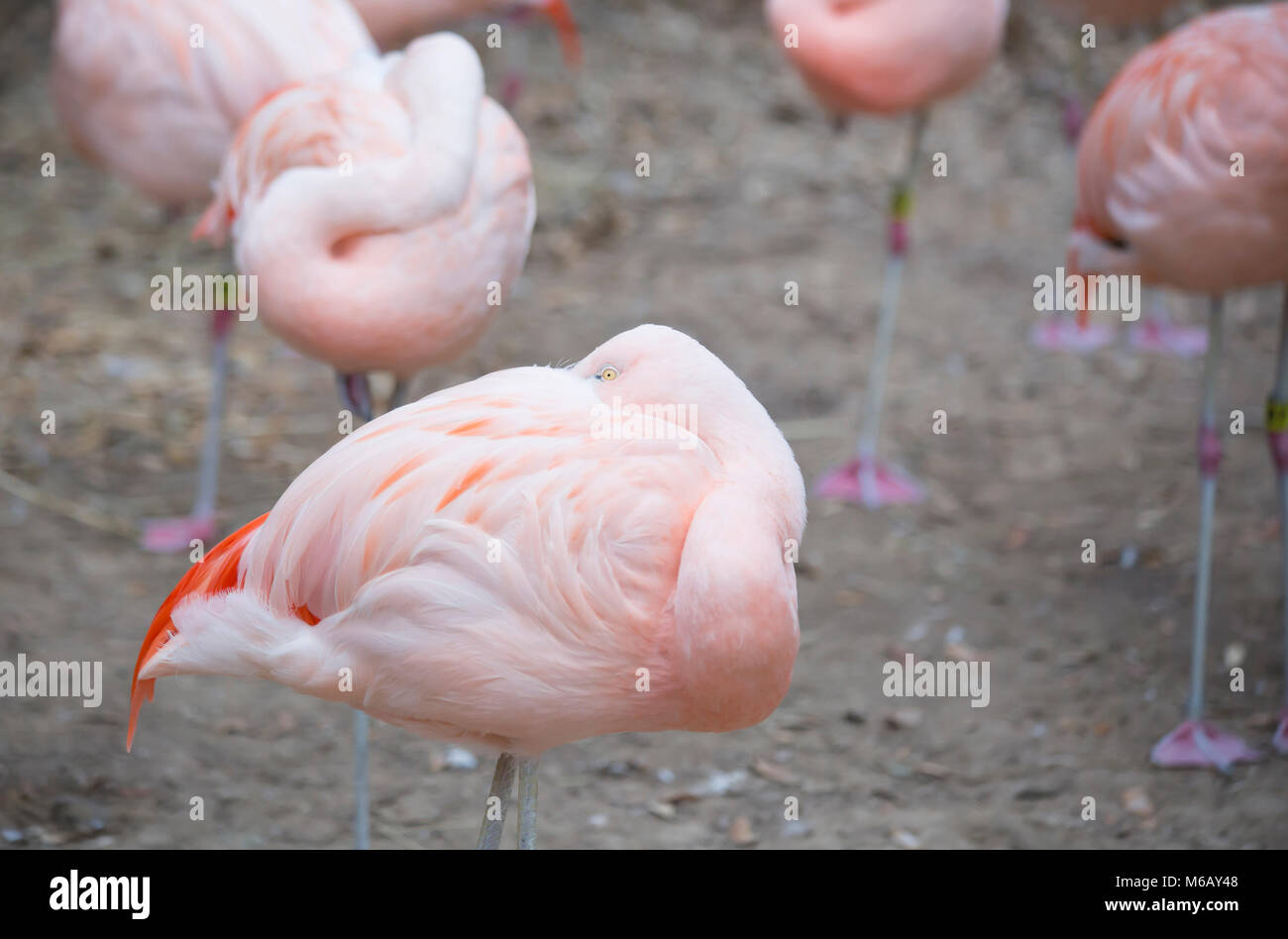 Close up of flamingos with focus on the front Stock Photo - Alamy