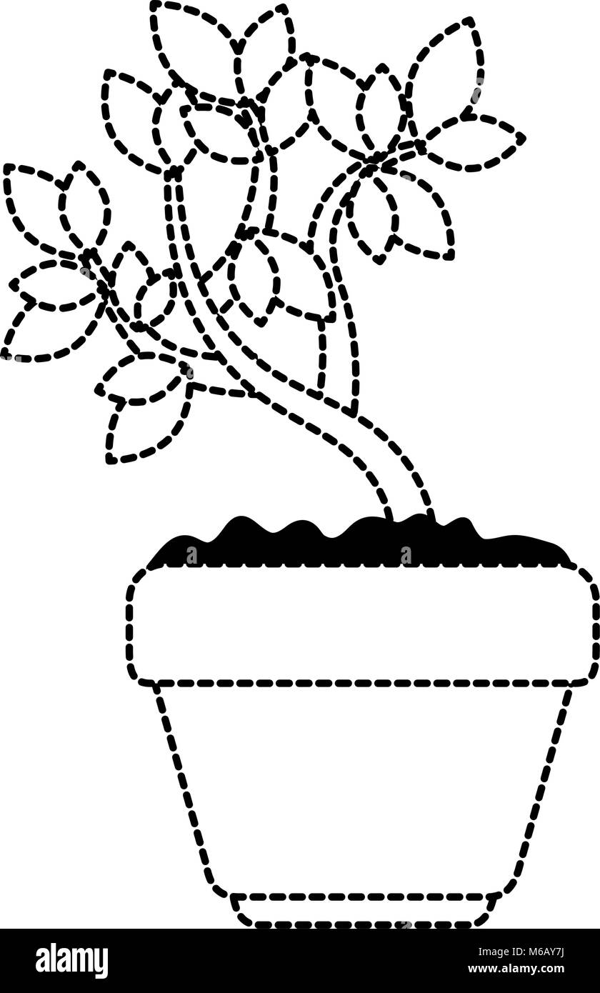 Small bonsai tree in Black and White Stock Photos & Images - Alamy