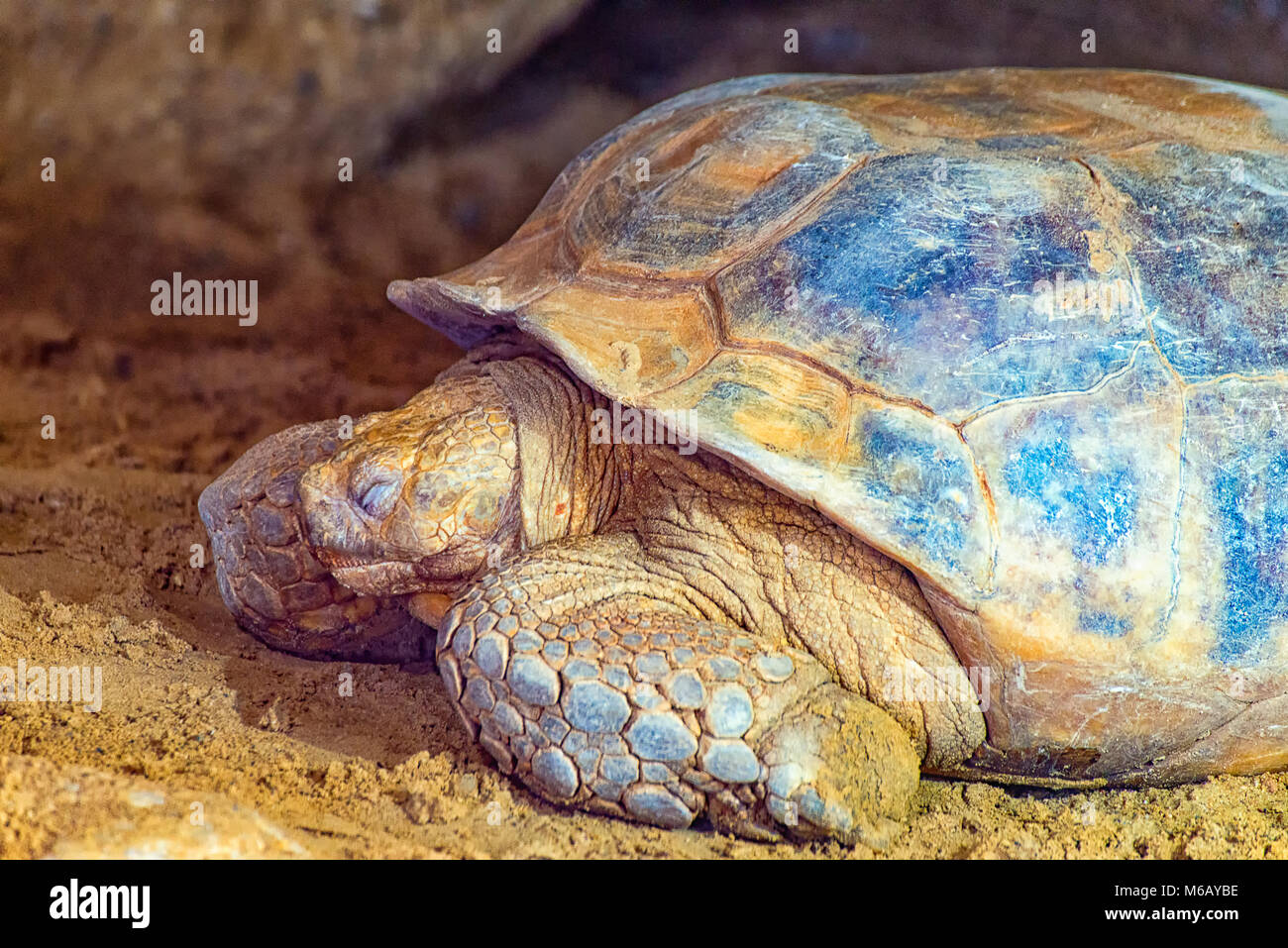 The land tortoise Stock Photo - Alamy