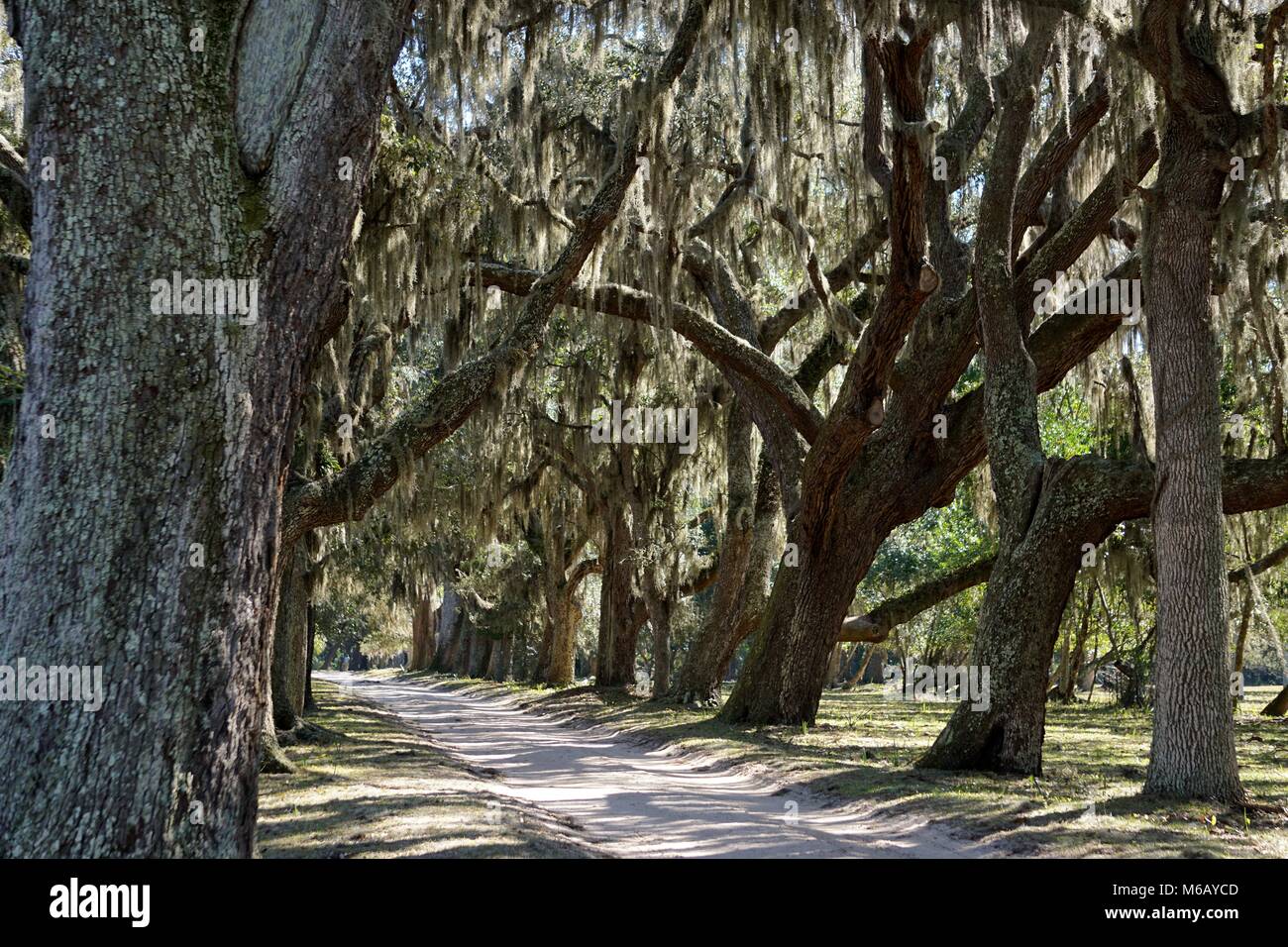 Southern live oaks (Quercus virginiana)draped with strands of Spanish ...