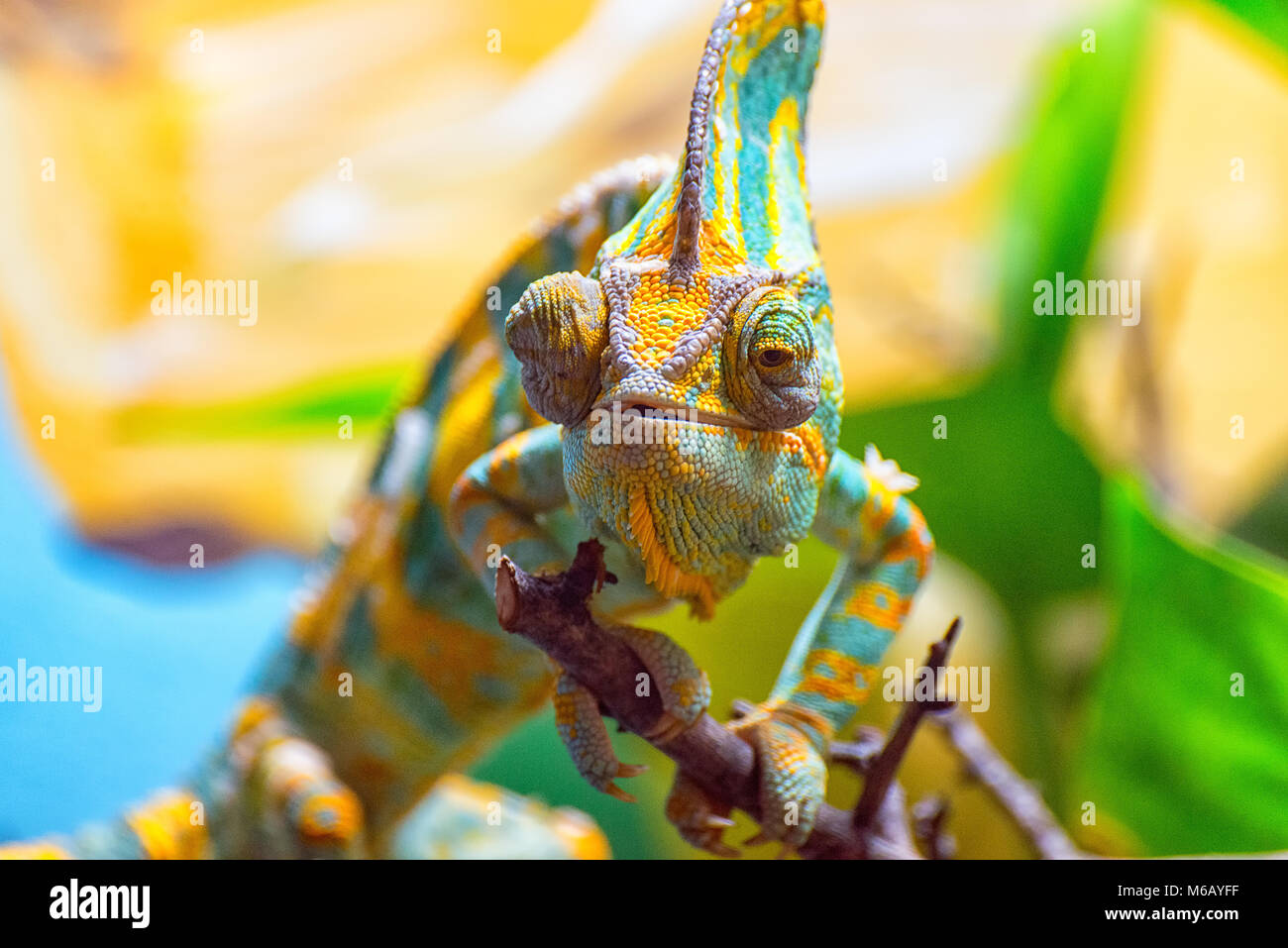 The colorful Chameleon Stock Photo - Alamy