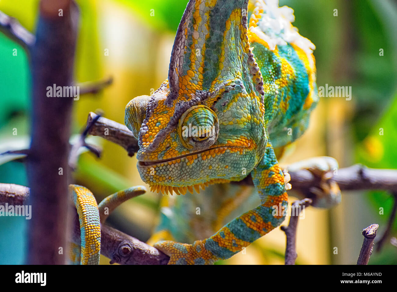 The colorful Chameleon III Stock Photo - Alamy