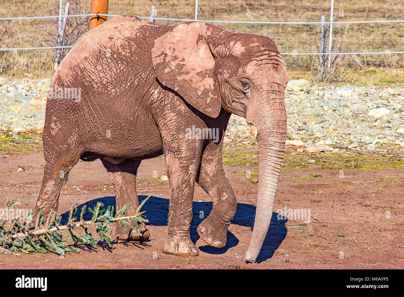 Slow walking elephant hi-res stock photography and images - Alamy