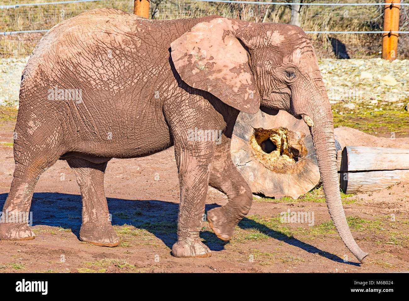 Baby mother elephant running hi-res stock photography and images - Alamy