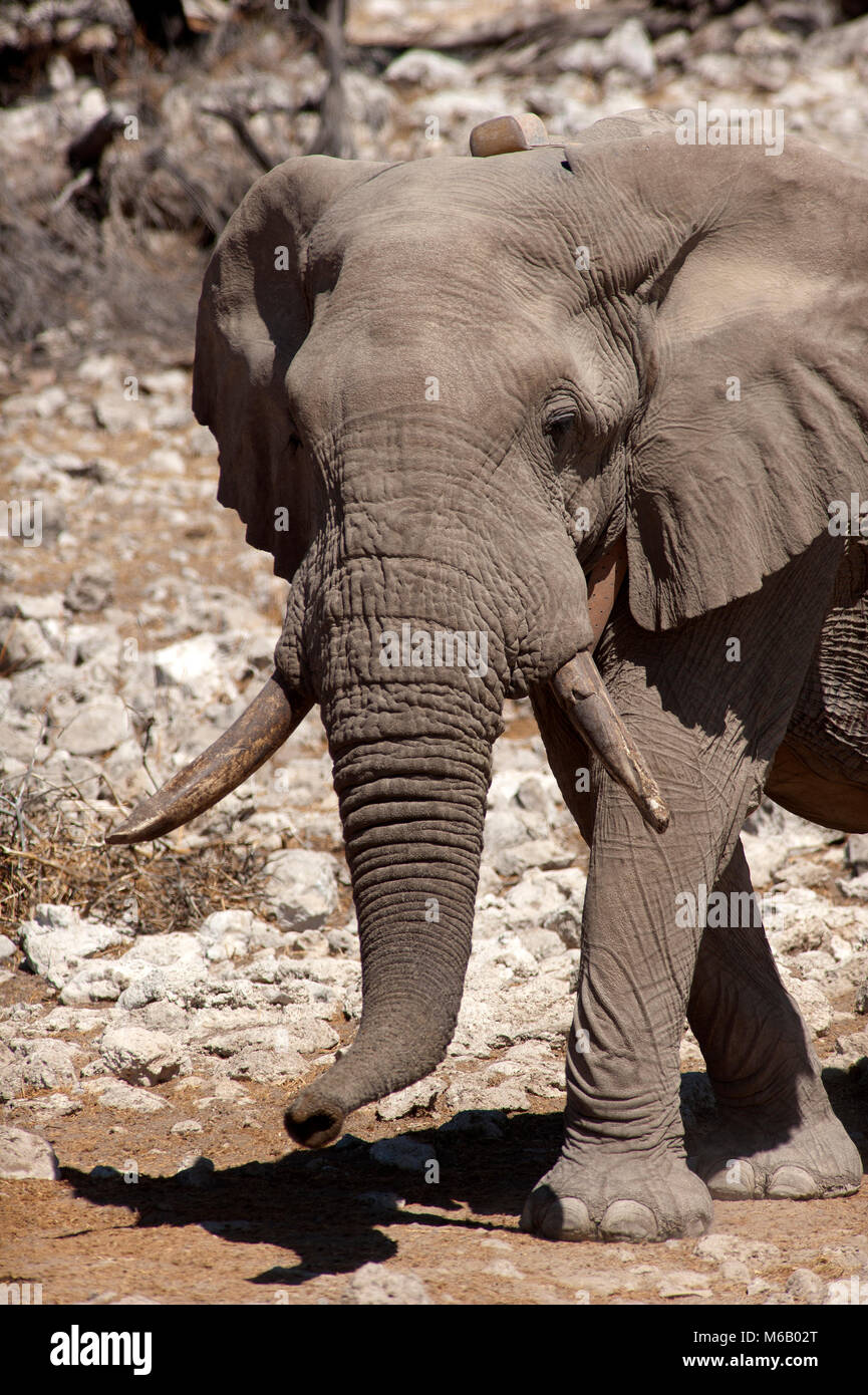 Big elephant hi-res stock photography and images - Alamy