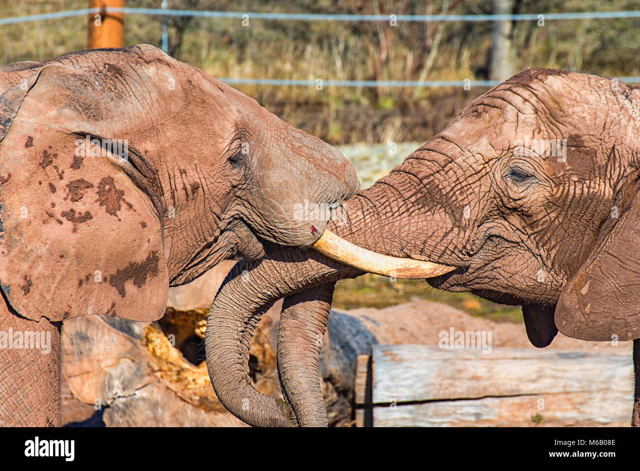 Two elephants fighting Stock Photo - Alamy