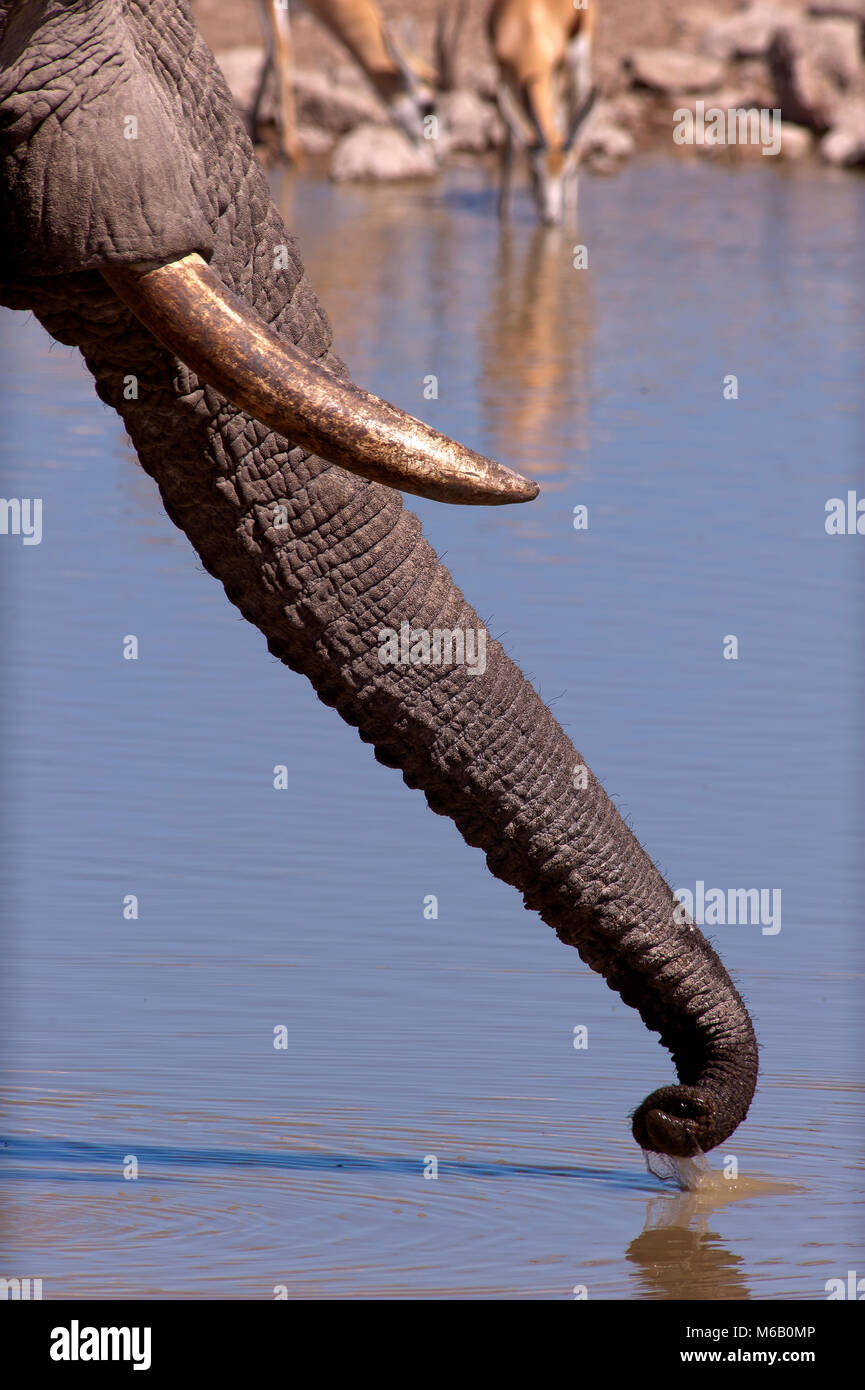 Elephant at Okaukuejo waterhole using his trunk to drink and to wash ...