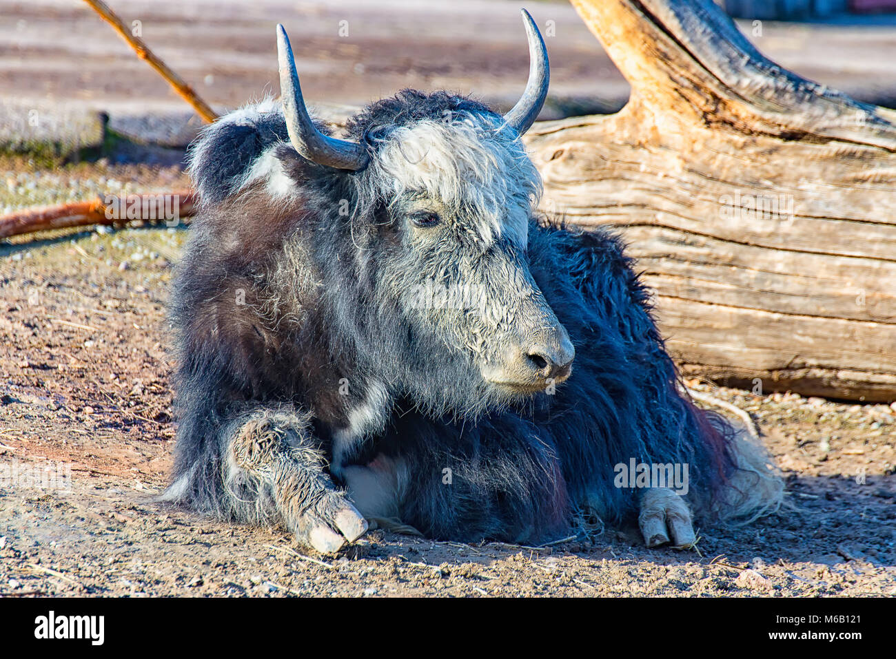 White Yak Hair High Resolution Stock Photography and Images - Alamy