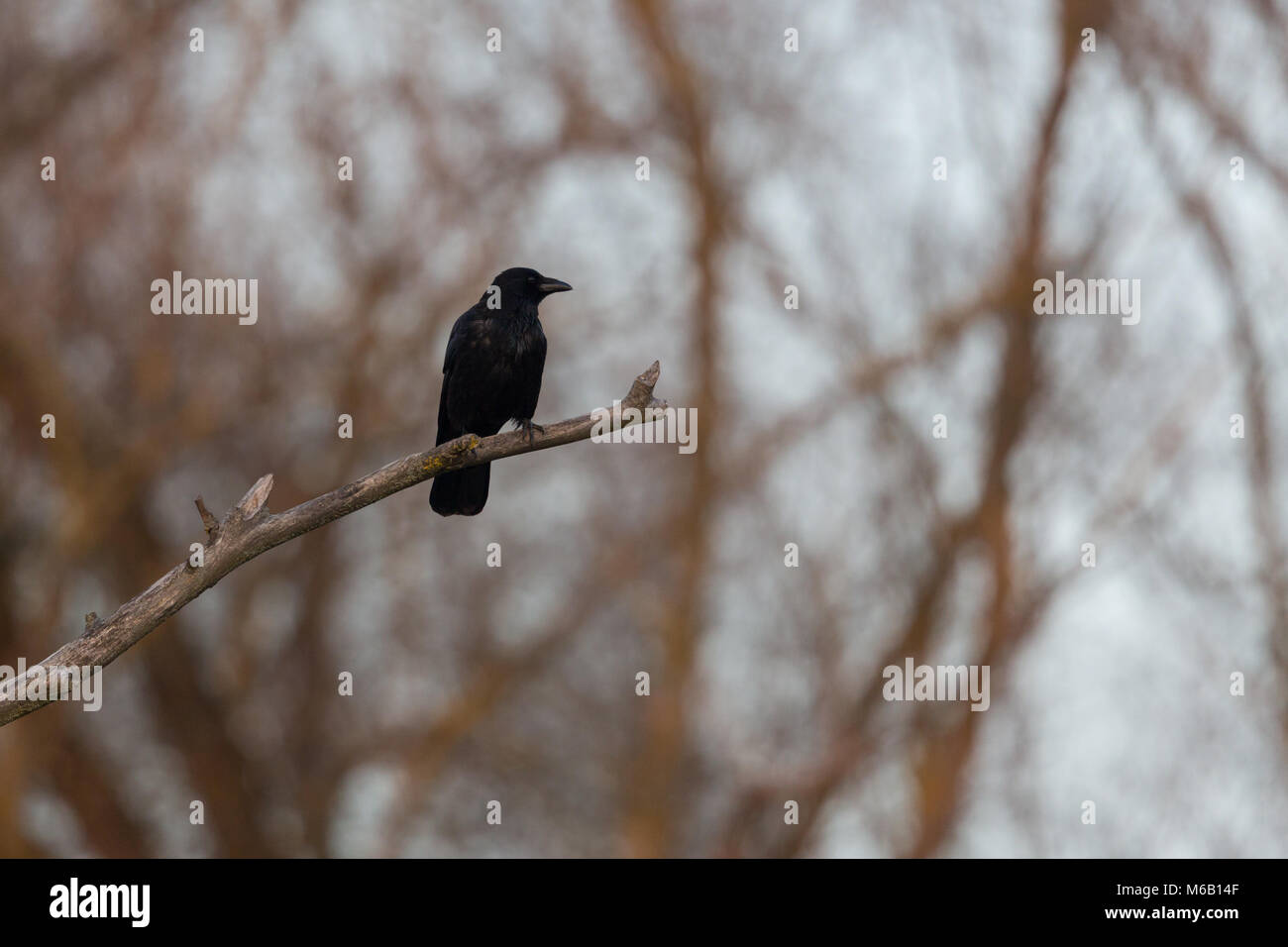 Side view raven on branch hi-res stock photography and images - Alamy