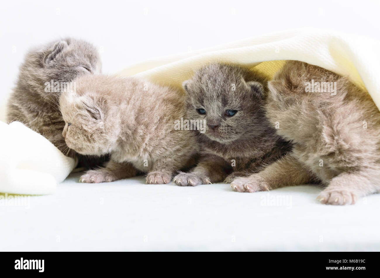 Little beautiful Scottish kittens on a light soft plaid Stock Photo - Alamy