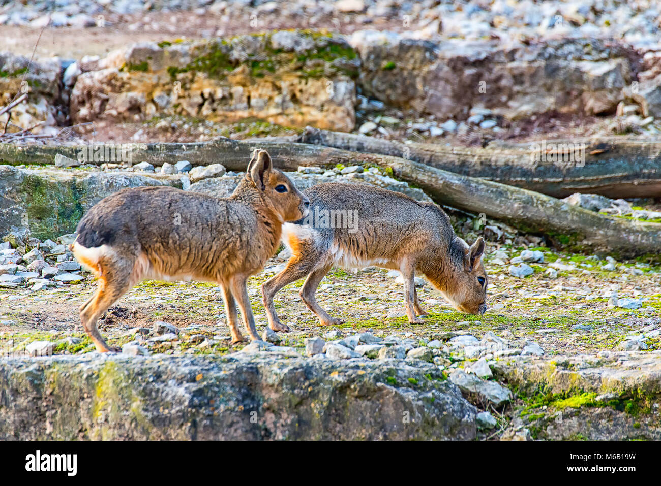 Two small maras play together Stock Photo - Alamy