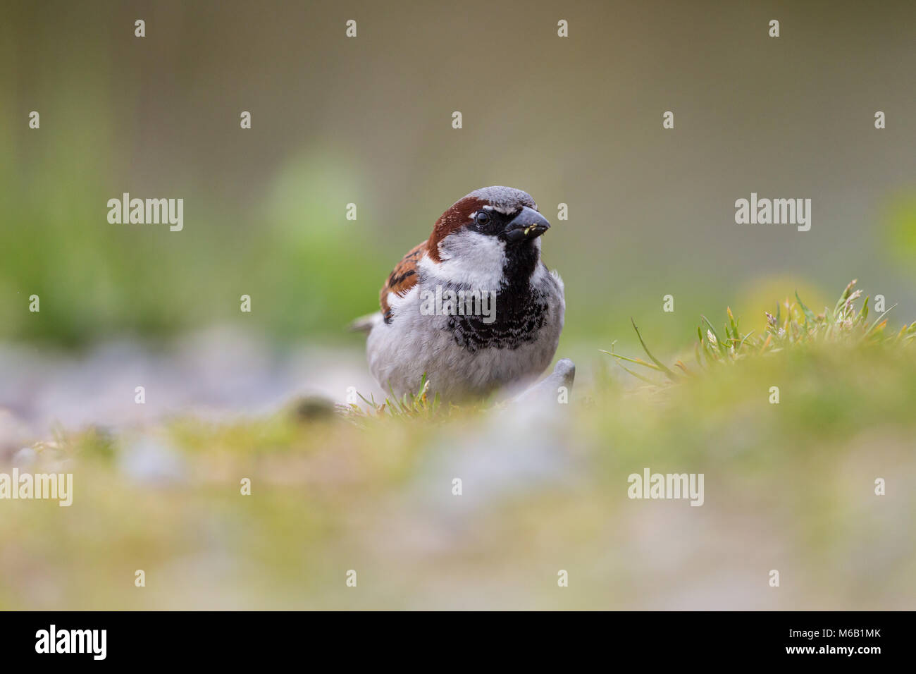 detailed front view natural male house sparrow (passer domesticus) in ...
