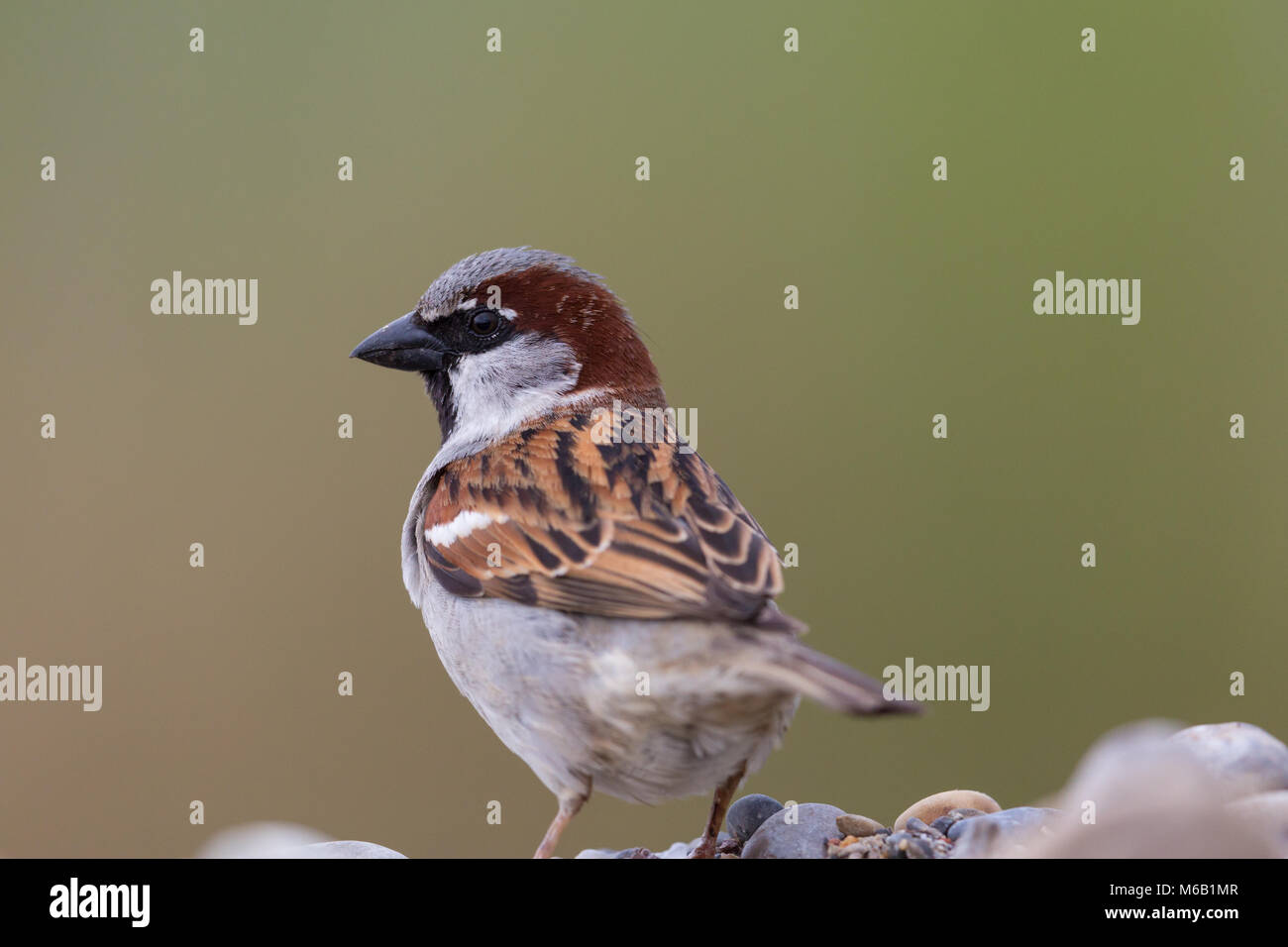portrait natural house sparrow (passer domesticus Stock Photo - Alamy
