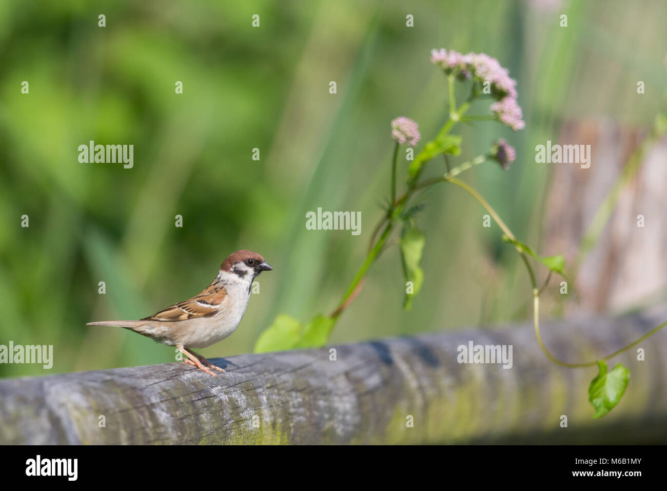 portrait eurasian tree sparrow (passer montanus) standing in green ...