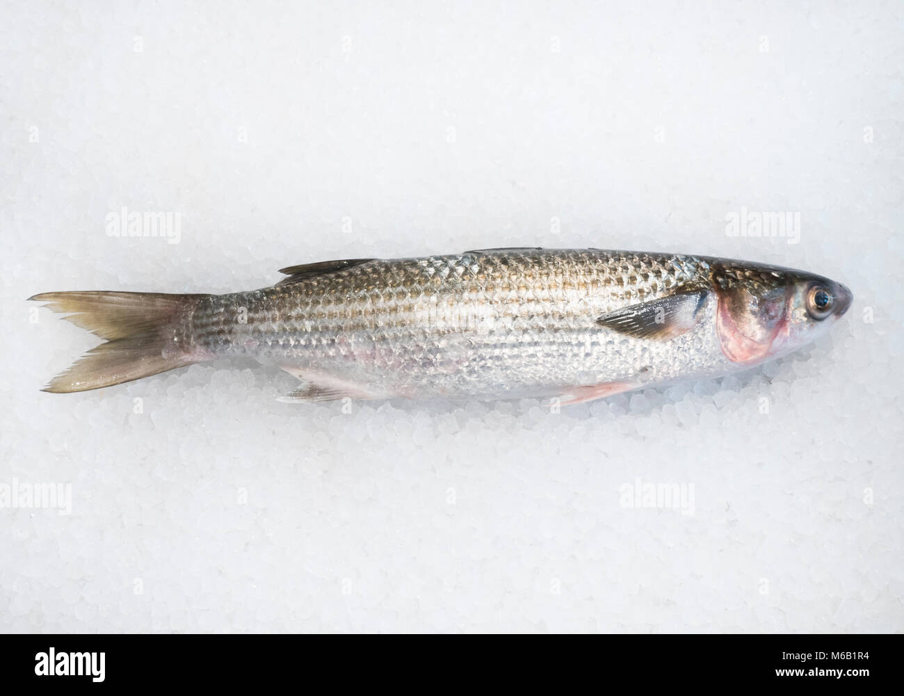 Common grey mullet on white ice Stock Photo - Alamy