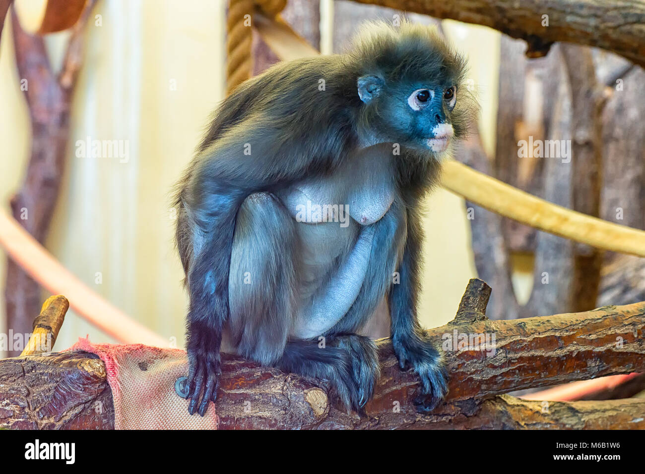 Female leaf monkey Stock Photo - Alamy