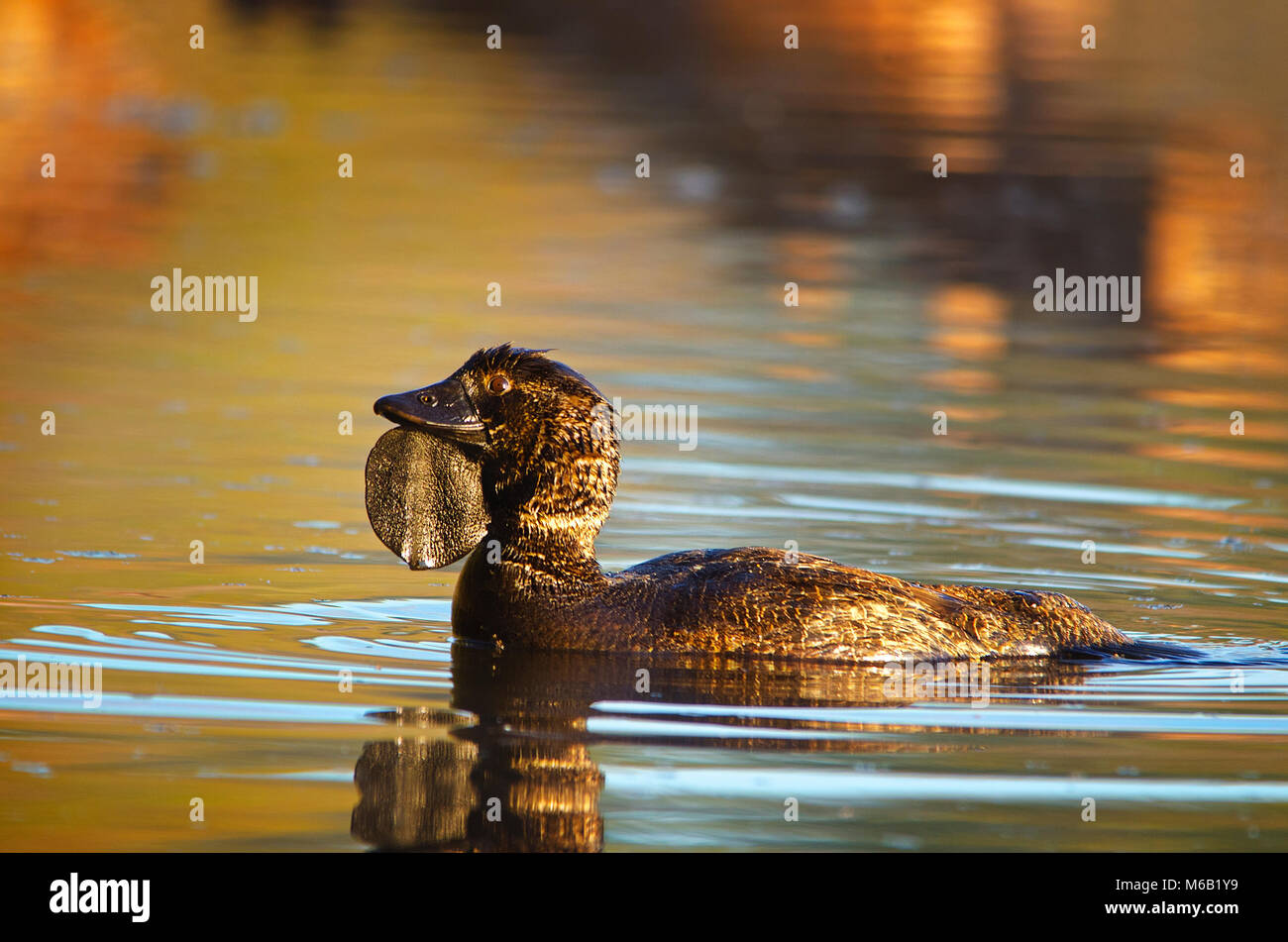 Musk Duck (Biziura lobata) showing off lobe below bill. Alcoa Wetlands ...