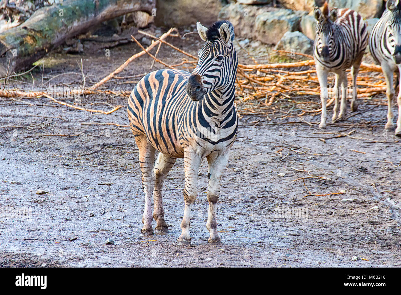The Zebra child all alone Stock Photo - Alamy