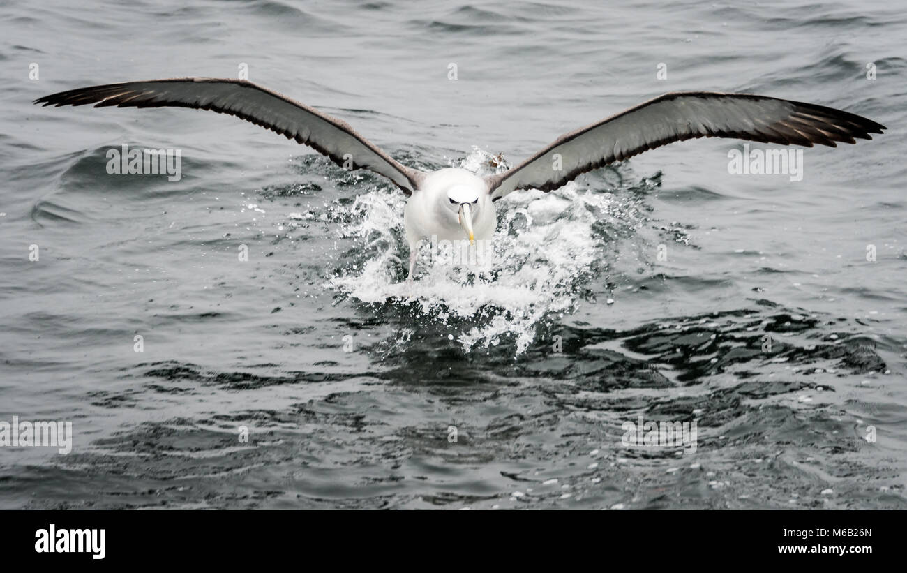White-capped albatross (Thalassarche steadi), Landing in Doubtful Sound ...
