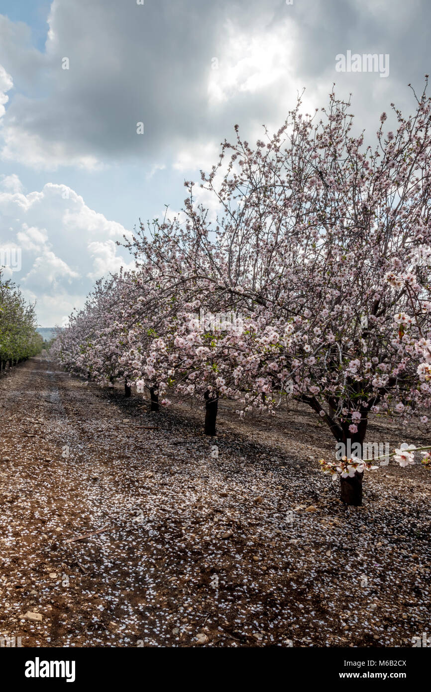 Garden with flowering almond trees landscape wallpaper Stock Photo - Alamy