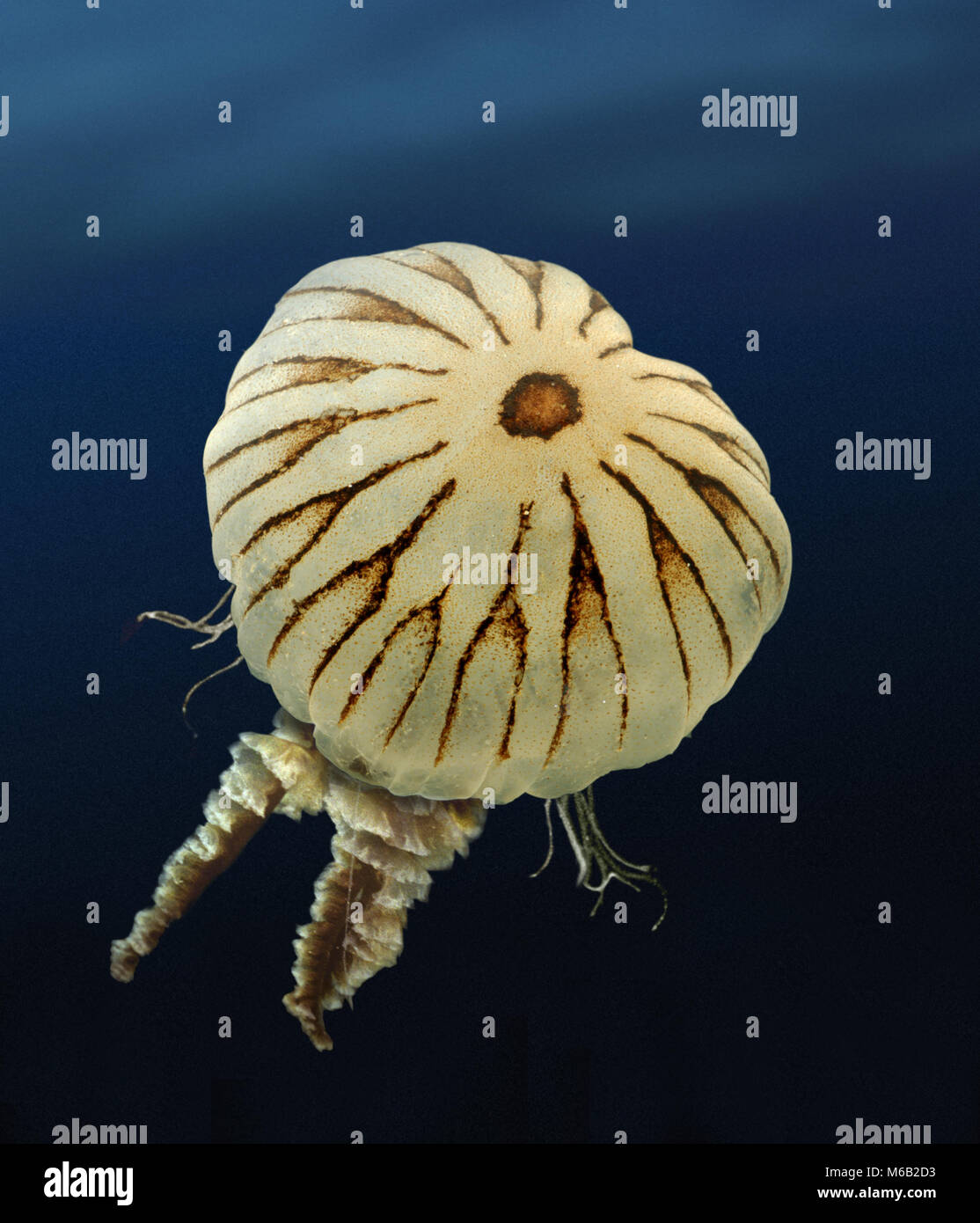 Compass jellyfish hi-res stock photography and images - Alamy