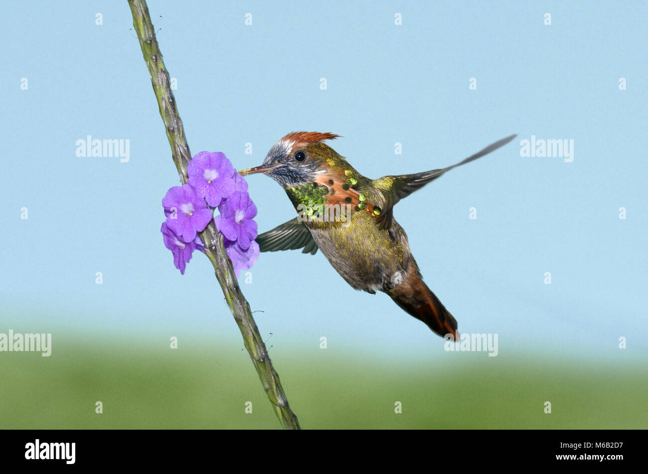 Tufted coquette hummingbird hi-res stock photography and images - Alamy