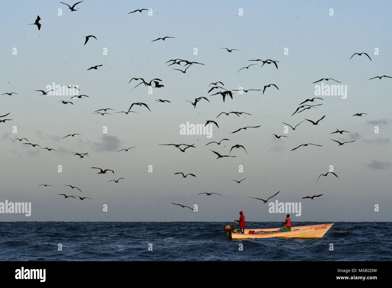 Magnificent Frigatebird - Fregata magnificens Stock Photo - Alamy