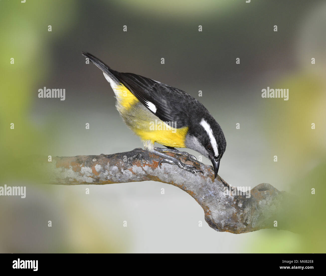 Birds of trinidad and tobago hi-res stock photography and images - Alamy