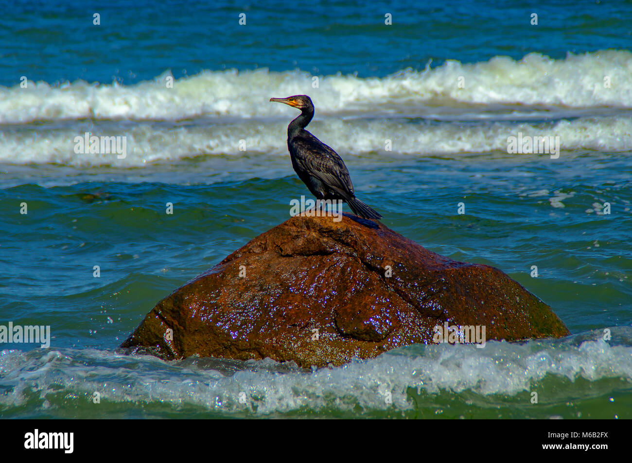 Kormoran at the baltic Sea Stock Photo - Alamy