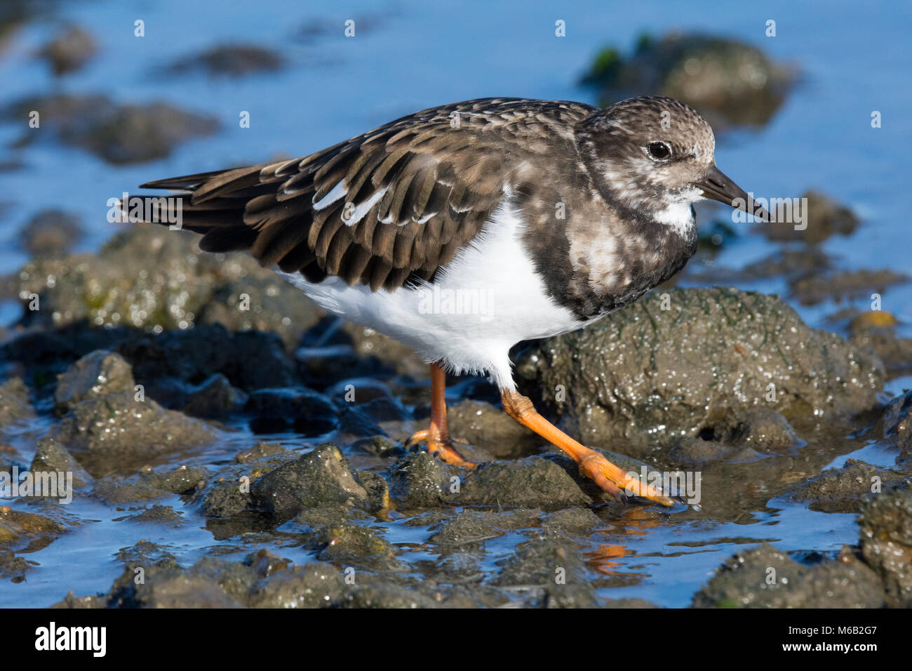 Turnstone - Arenaria interpres Stock Photo - Alamy