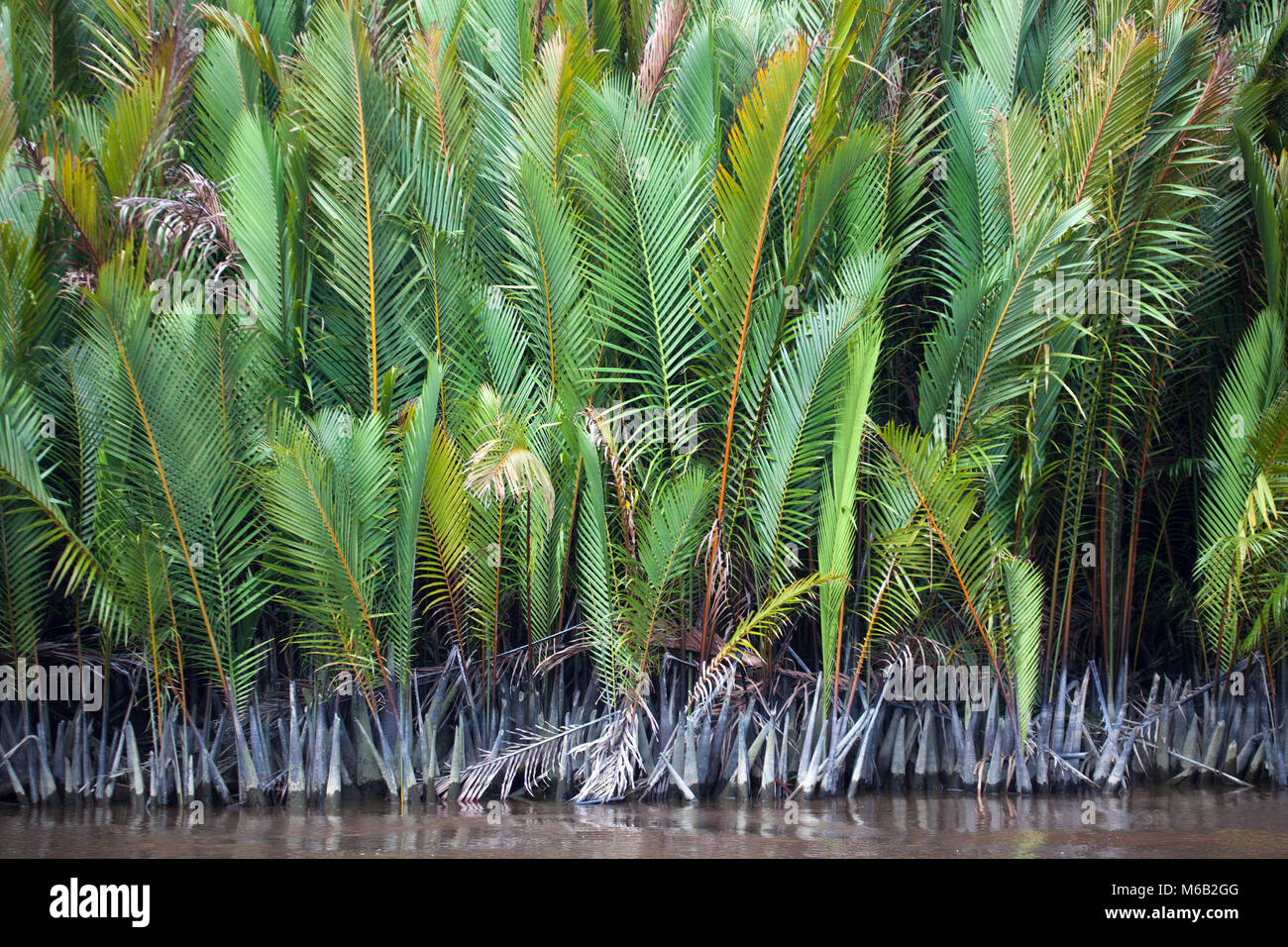 Native riverbank nature flora hi-res stock photography and images - Alamy