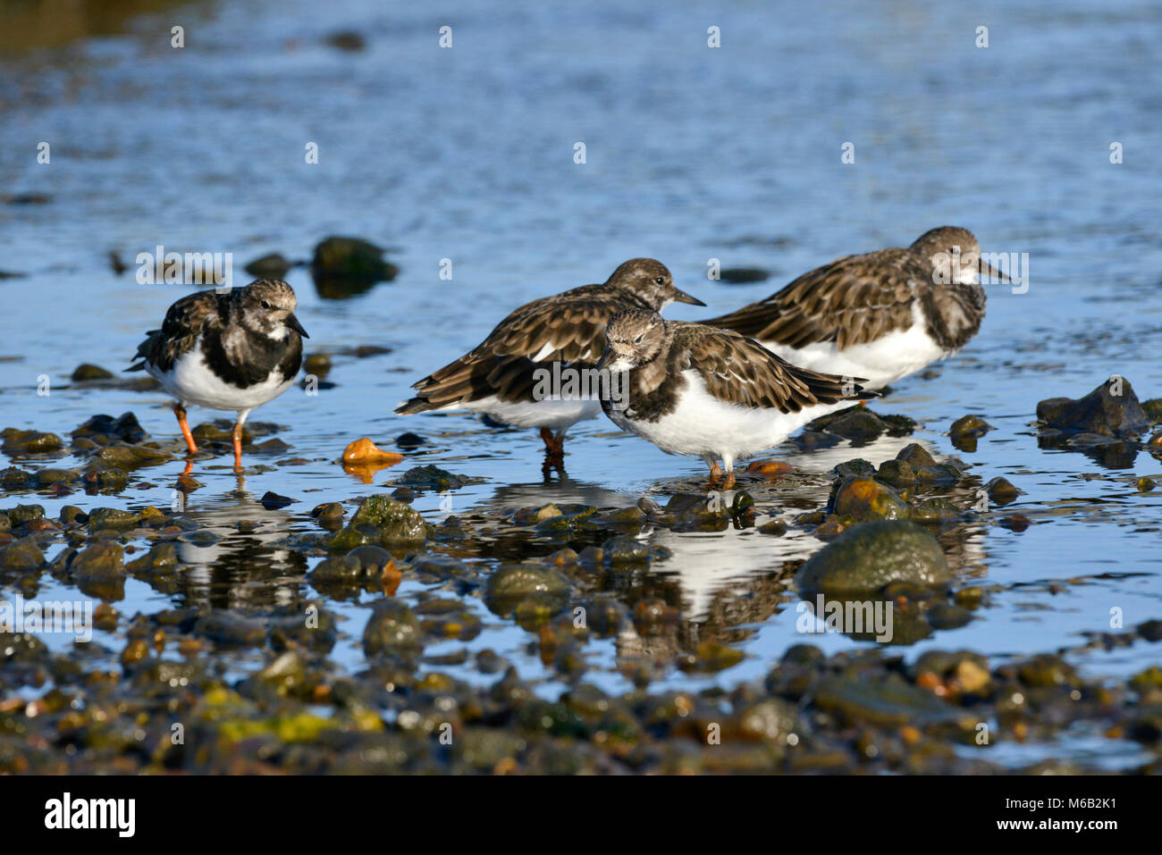 Turnstone - Arenaria interpres Stock Photo - Alamy