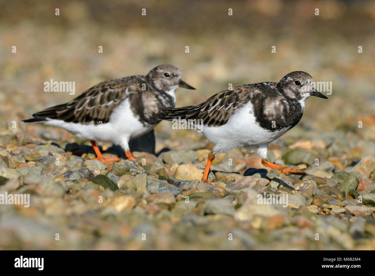 Turnstone - Arenaria interpres Stock Photo - Alamy