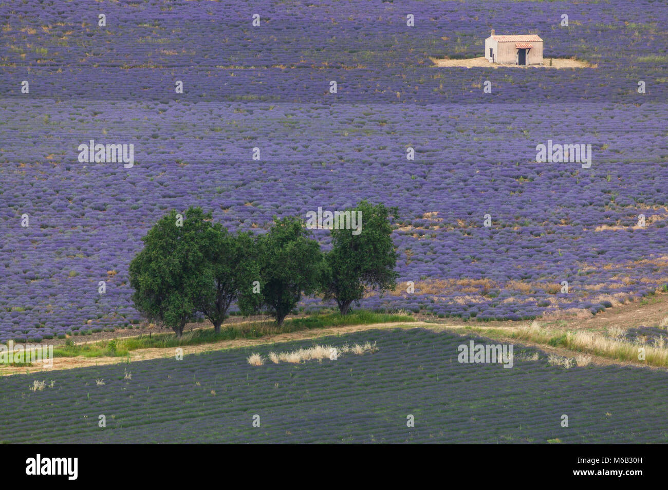Lavender fields in Pays de Sault, Vaucluse, Provence, France Stock ...