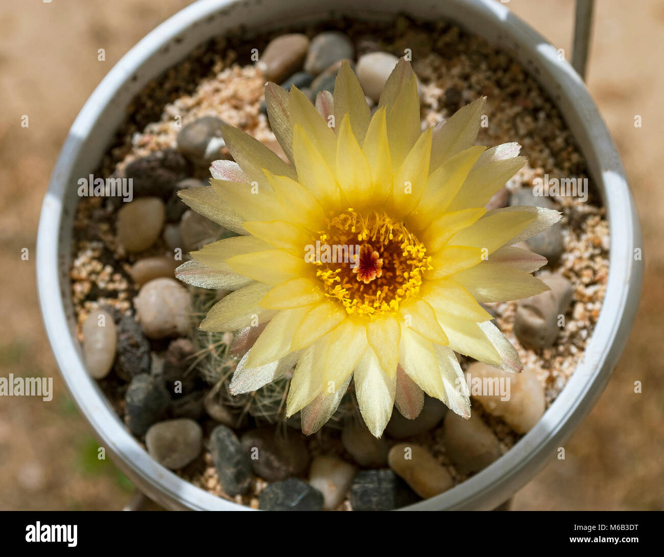 miniature yellow cactus flower with red center in a pot Stock Photo - Alamy