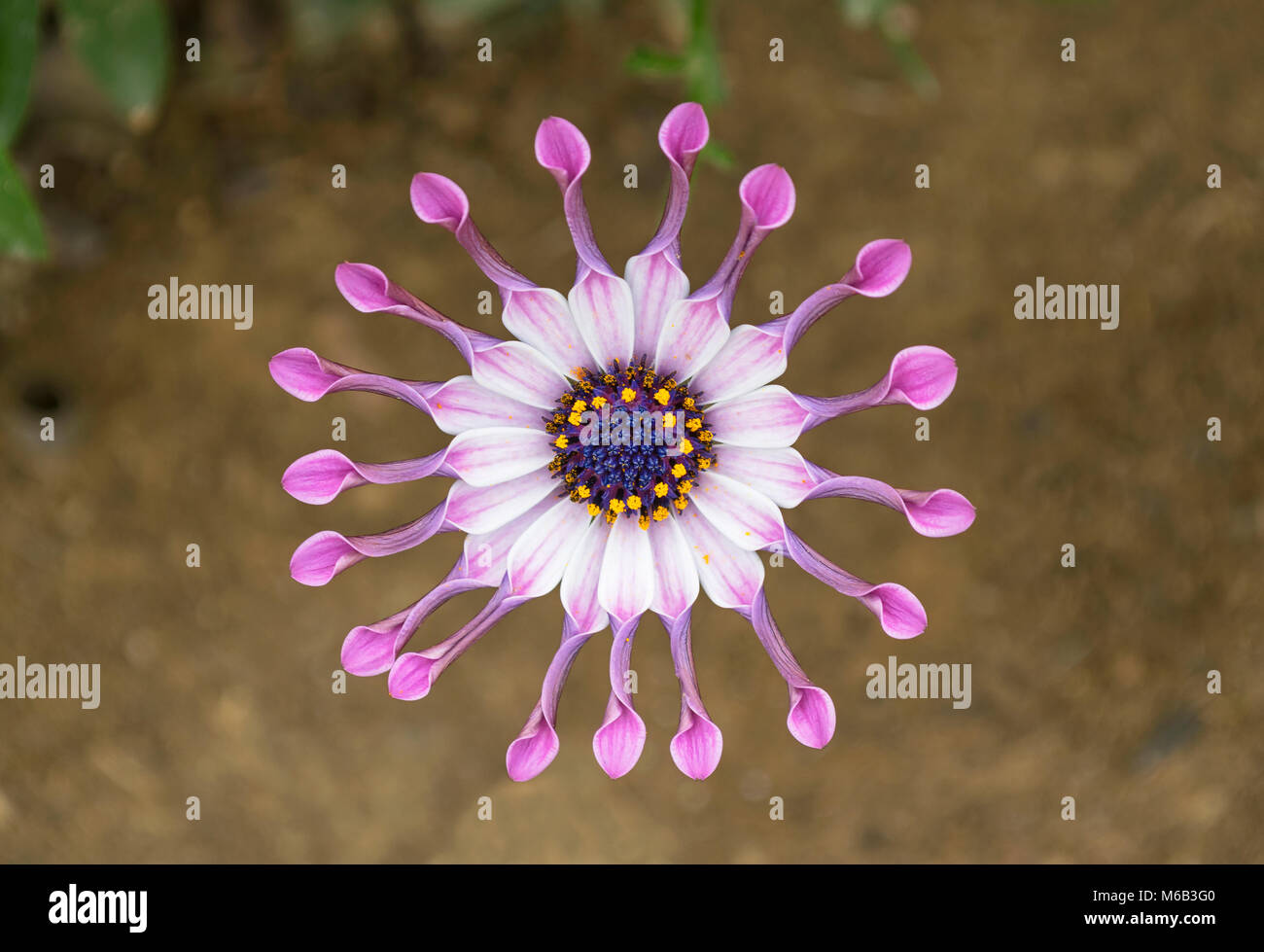 stunning lavender spoon daisy with a blue center on a blurry brown ...