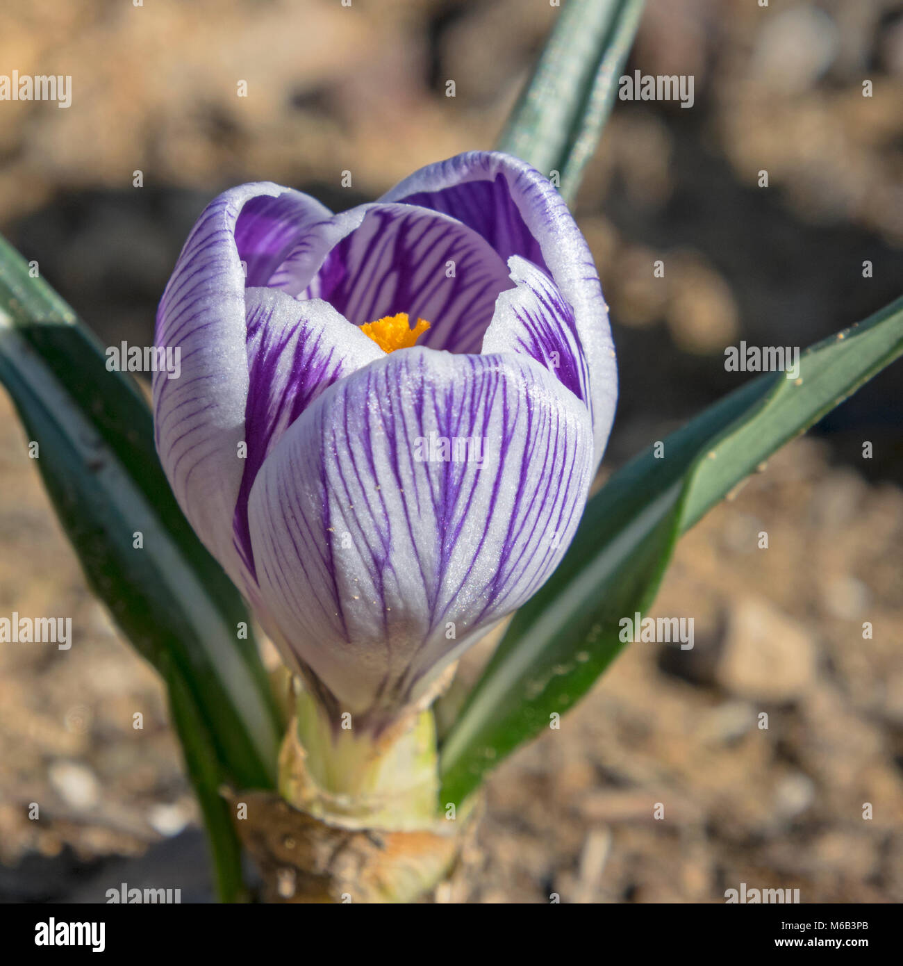 Purple and whited striped flower hi-res stock photography and images ...