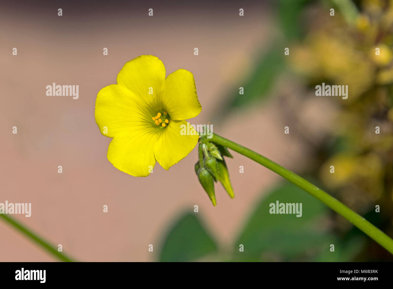 bright yellow wood-sorrel flower on a blurry pink background Stock ...