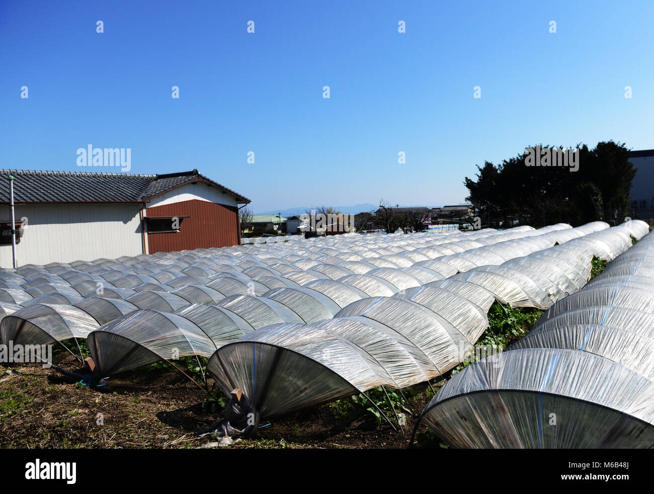 Growing vegetables in low tunnels Stock Photo - Alamy