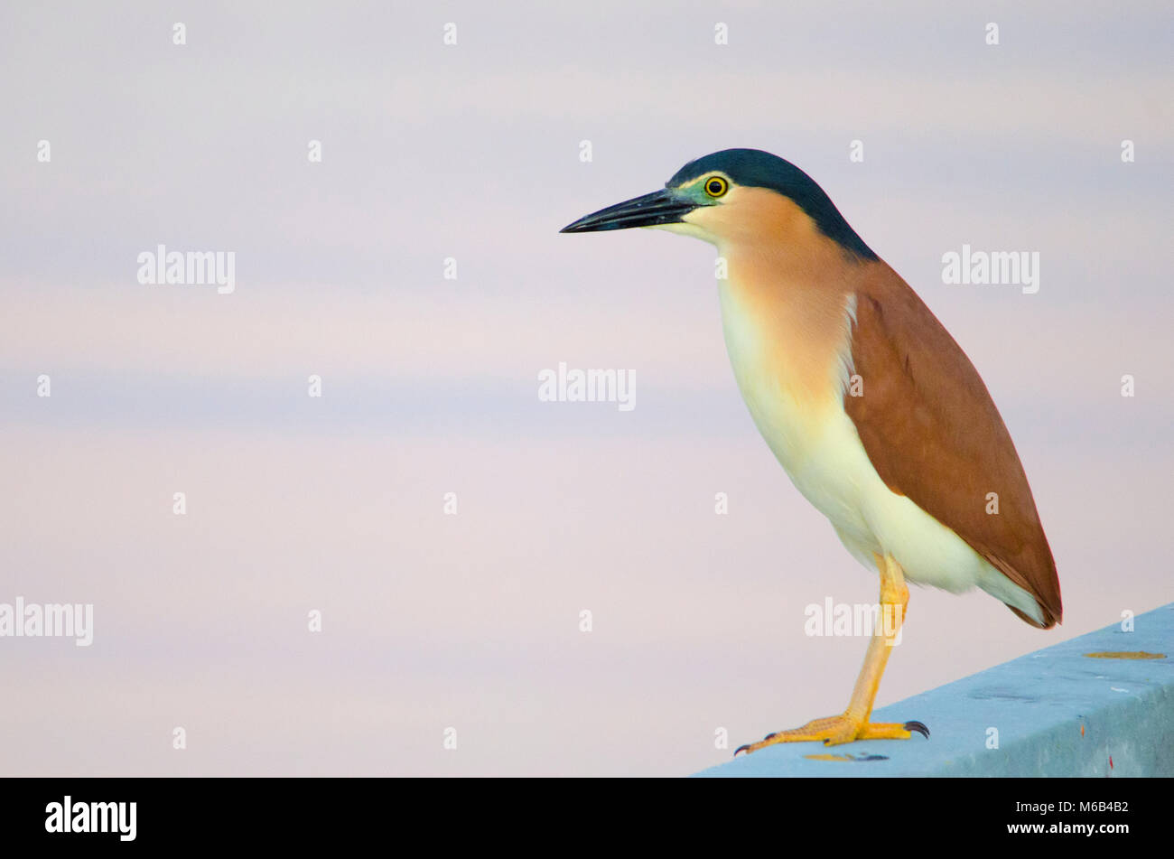 Nankeen night heron hi-res stock photography and images - Alamy