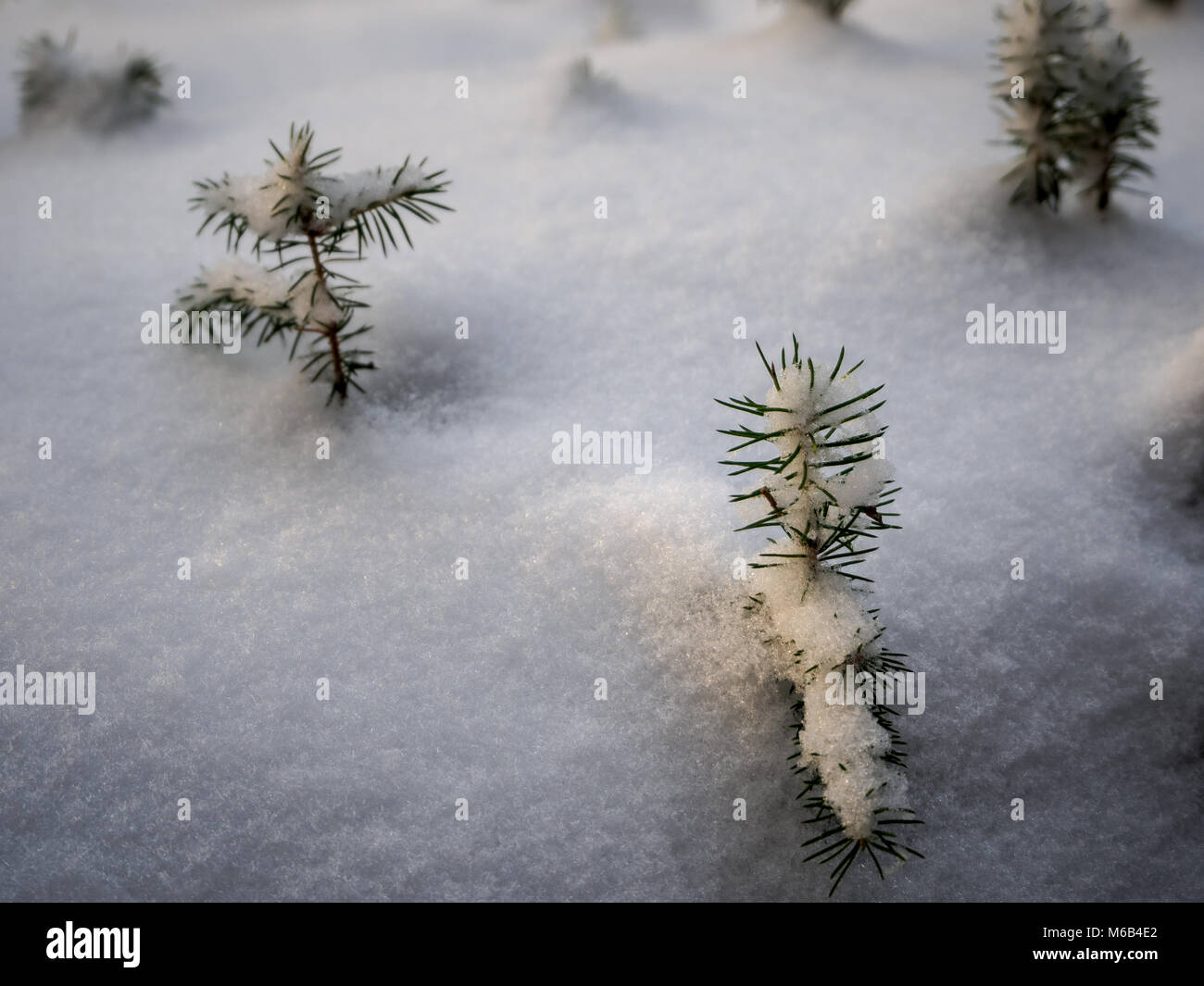 Small trees in snow Stock Photo - Alamy